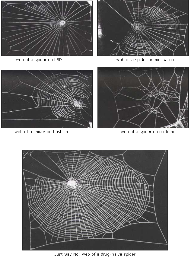 Well, I tried to make a spider web but.... - Page 2 • GIMP Chat