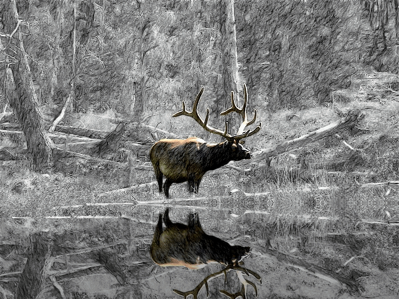 Elk On The Lake • GIMP Chat
